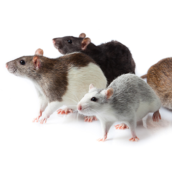 rats isolated – Admiral Wildlife Services
